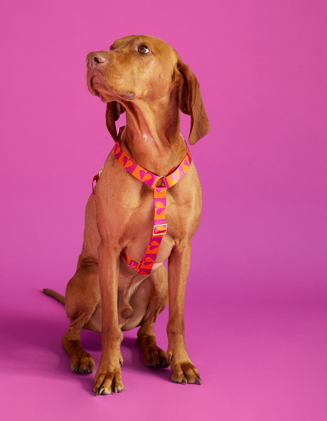 DOGGUO COLLECTION – Dogguo.com