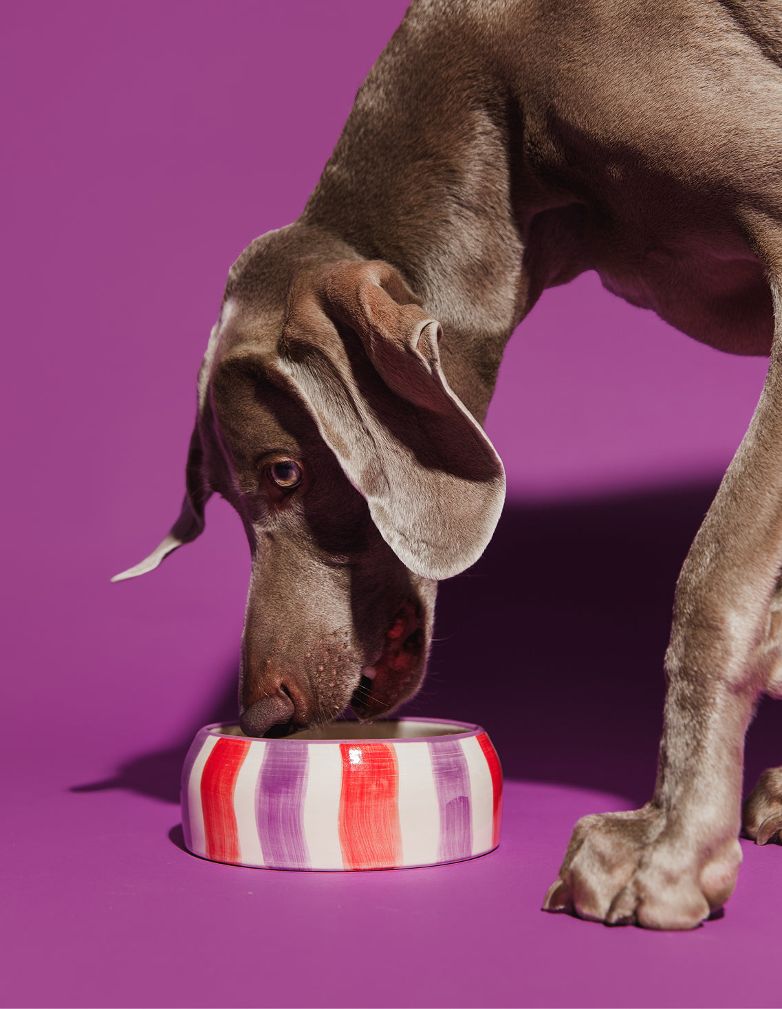 DOGGUO COLLECTION – Dogguo.com