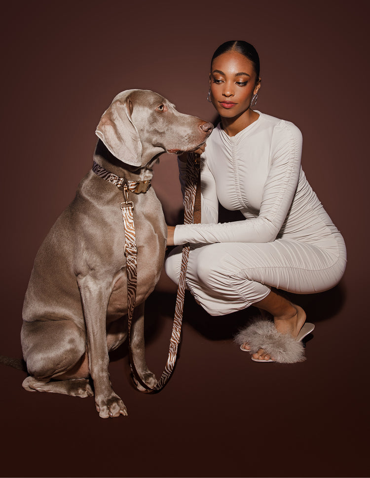 DOGGUO COLLECTION – Dogguo.com