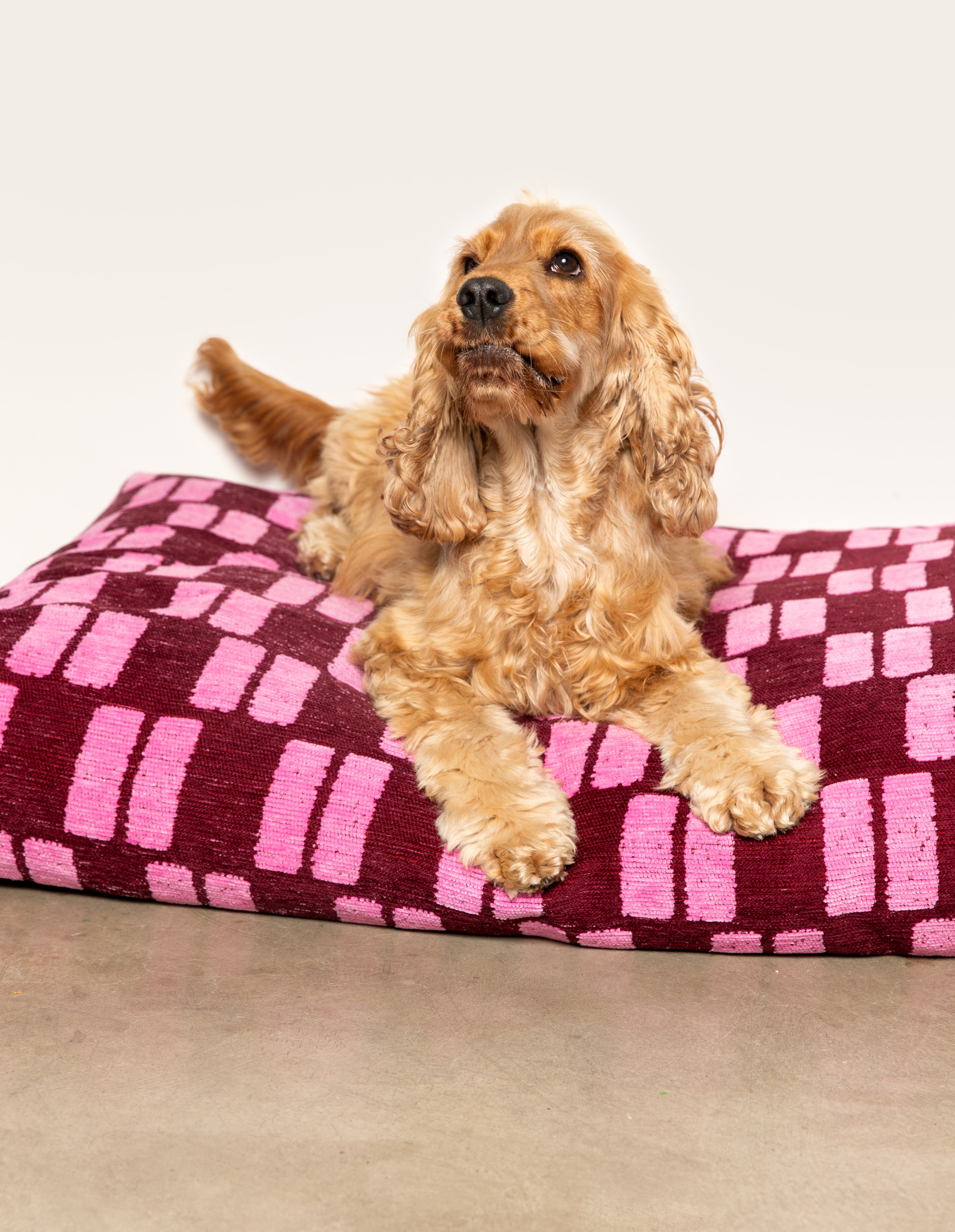 DOGGUO COLLECTION – Dogguo.com