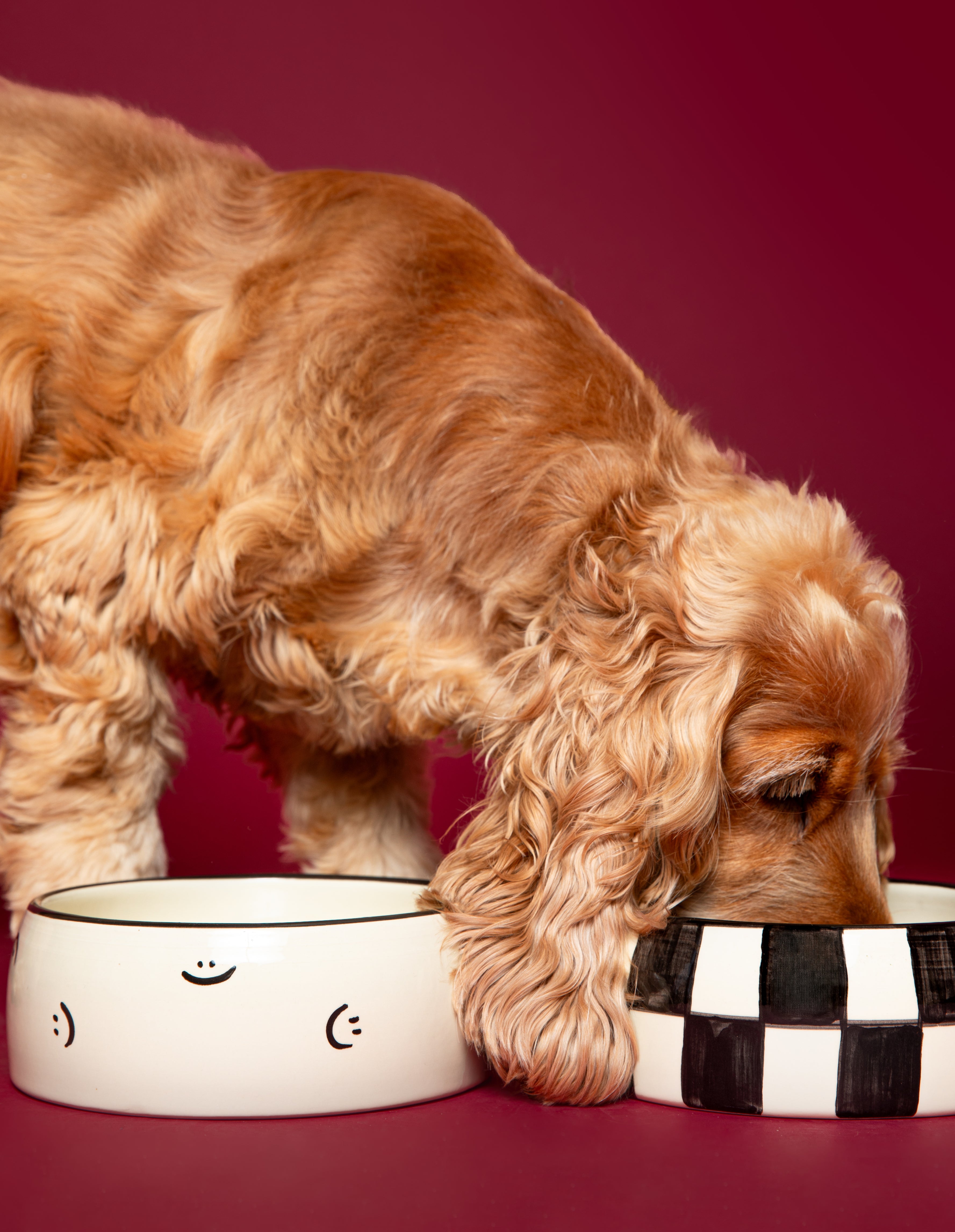 DOGGUO COLLECTION – Dogguo.com