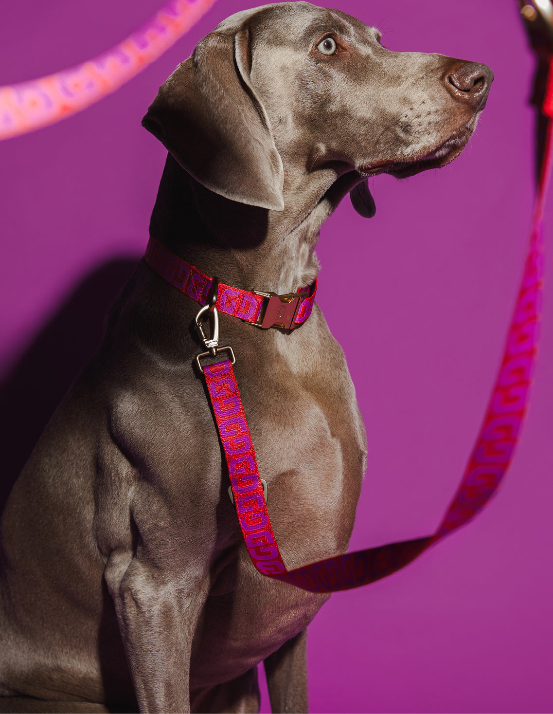 ALL-EVERYTHING – Dogguo.com