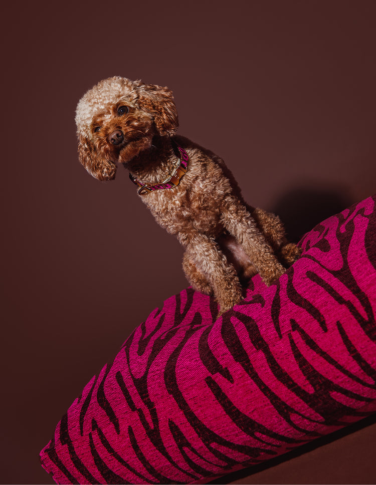 ALL-EVERYTHING – Dogguo.com