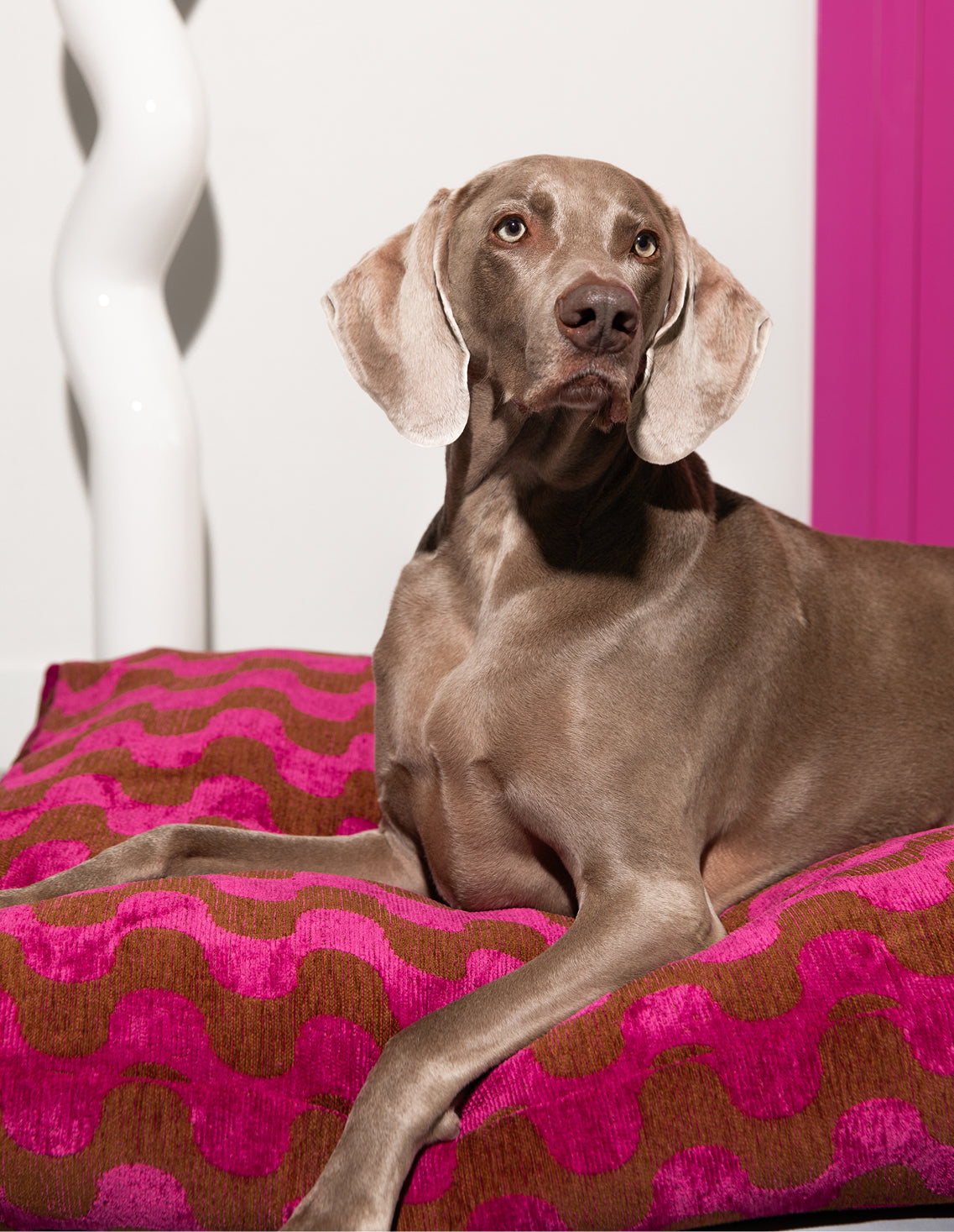 ALL-EVERYTHING – Dogguo.com