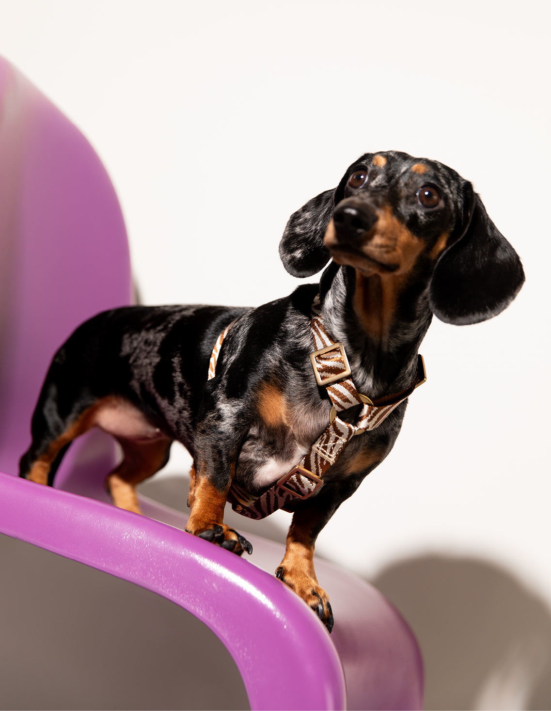 ALL-EVERYTHING – Dogguo.com